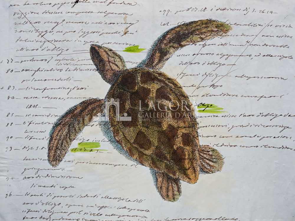 Turtles on manuscript - Galleria d'arte L'Agora Taormina