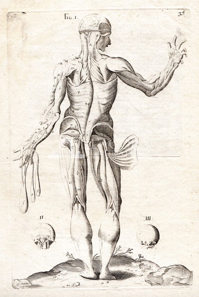 Muscles Myology engraving TAV. 35 - Galleria d'arte L'Agora Taormina