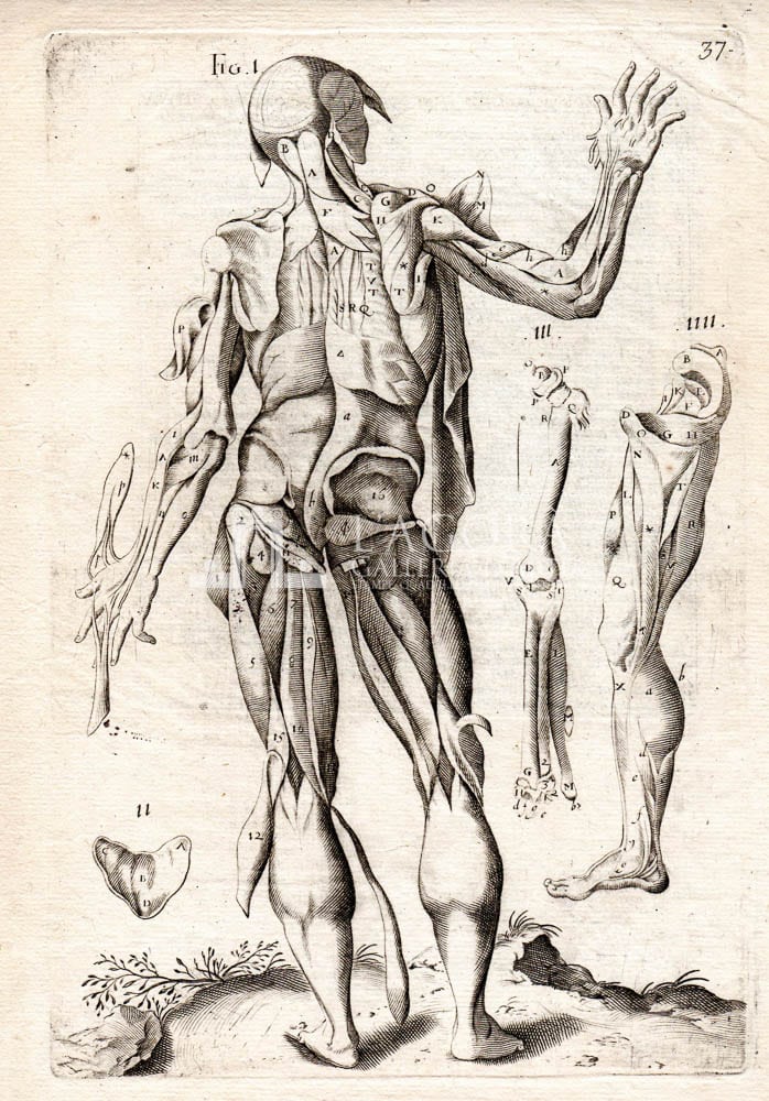 Muscles Myology engraving TAV. 37 - Galleria d'arte L'Agora Taormina